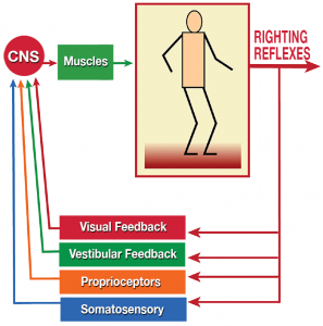 Leveling the Head and Tail: Treating Neuromuscular Righting Reflexes ...