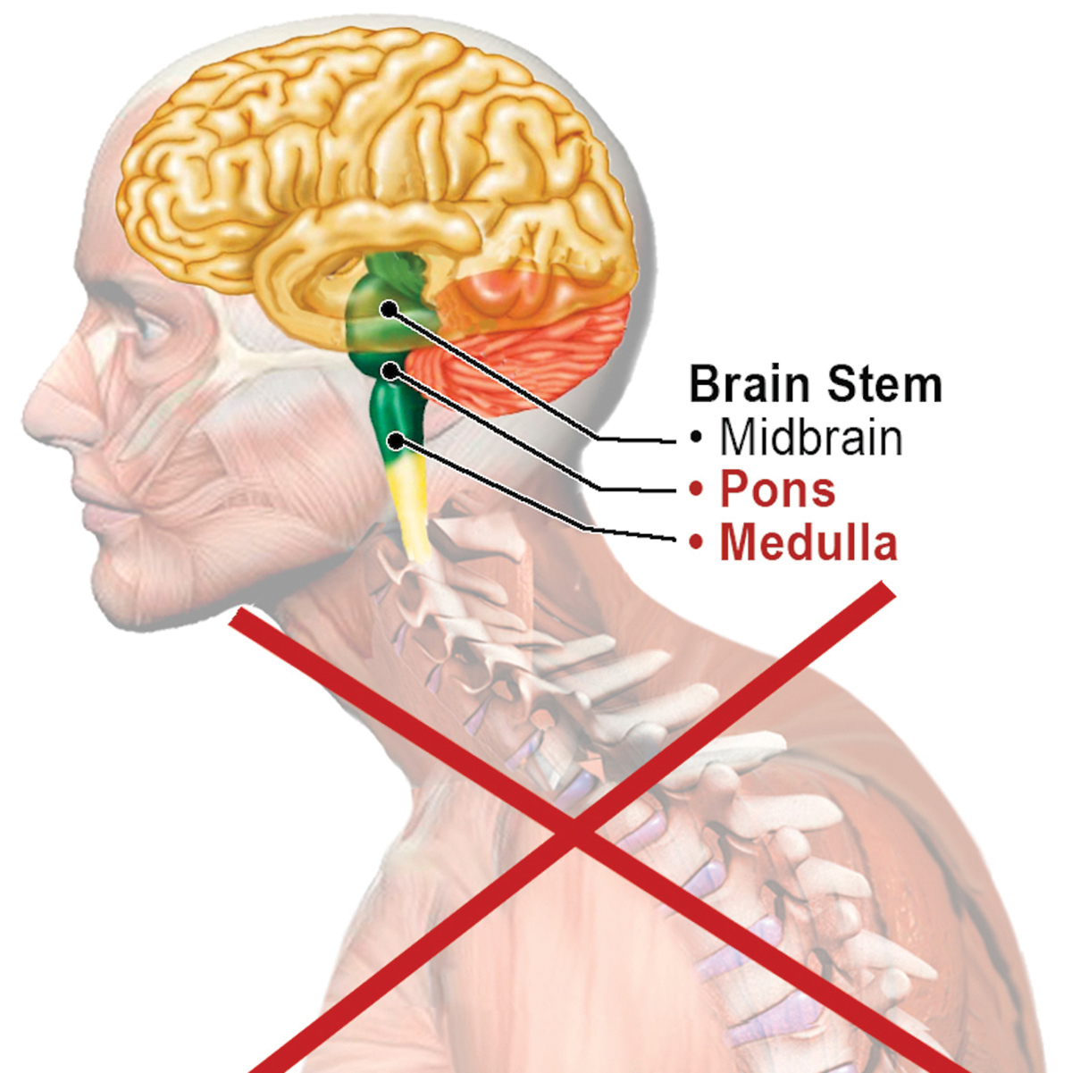Does Weak Posture Really Matter? - Erik Dalton Blog