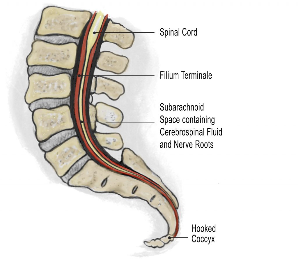 Toolbox of Touch: Coccyx Controversy - Erik Dalton Blog