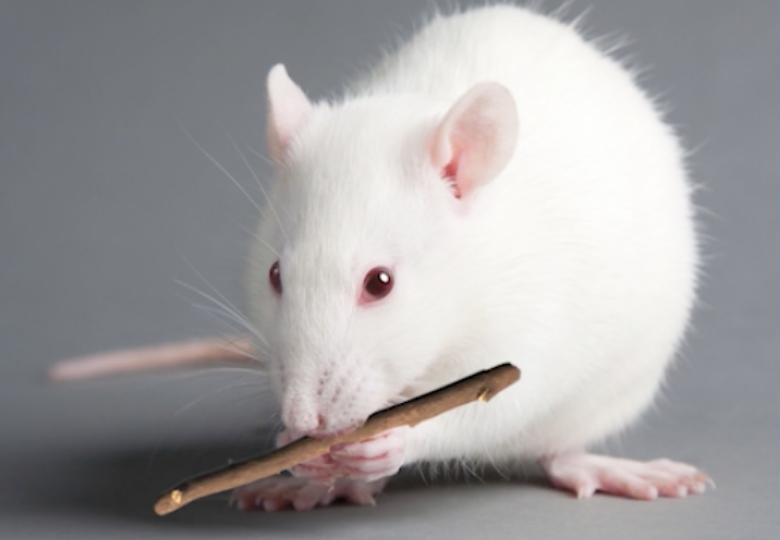 Bodywork is Like Chewing on a Stick - Erik Dalton Blog