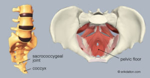 Don't Disregard the Coccyx - Erik Dalton Blog