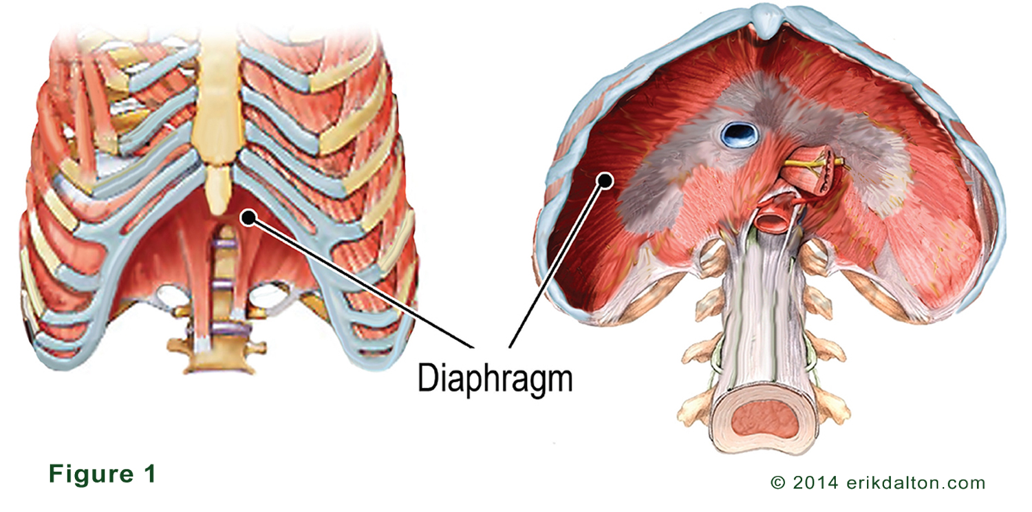 Breathing... our most dysfunctional movement pattern - Erik Dalton Blog
