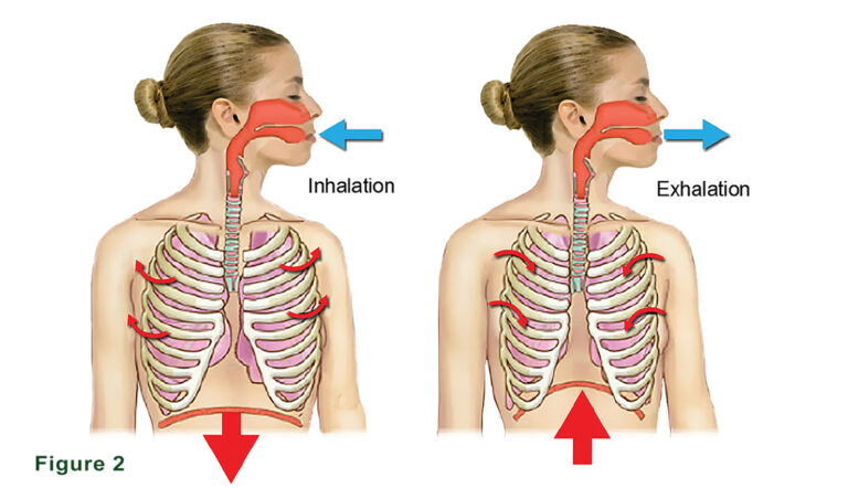 Breathing... our most dysfunctional movement pattern - Erik Dalton Blog