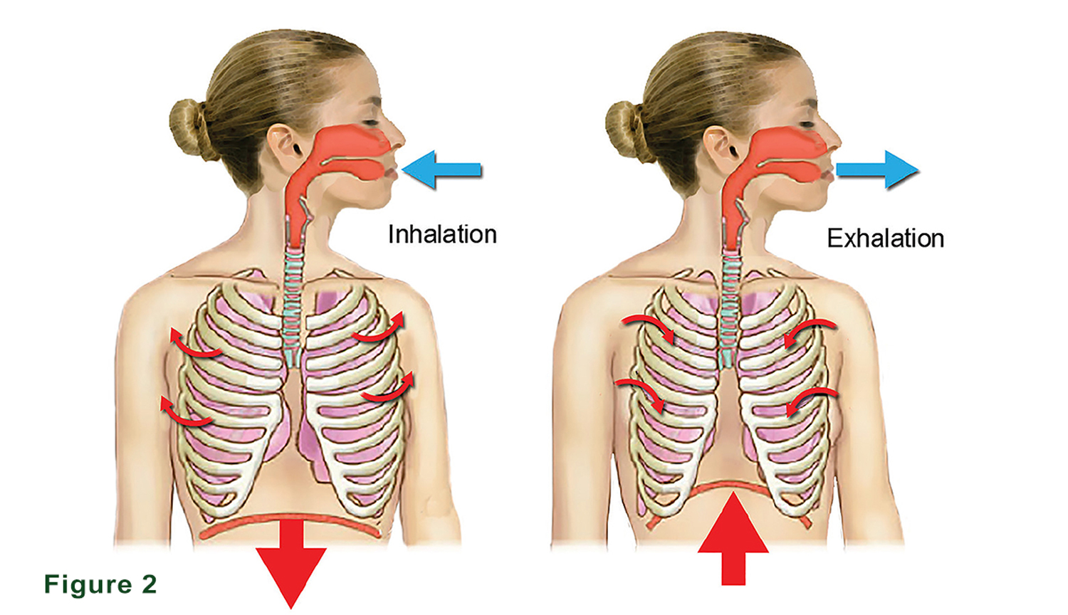 Breathing... our most dysfunctional movement pattern - Erik Dalton Blog
