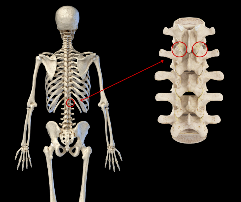 Two Techniques for the Zygapophyseal (Z) Joints - Erik Dalton Blog