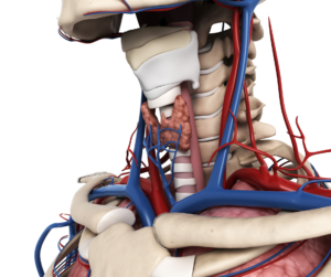 The Sternoclavicular Joint: The Missing Link in Shoulder Pain Treatment